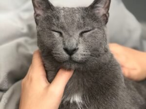 Gato Azul Russo: Características, Cuidados e Curiosidades sobre essa ...