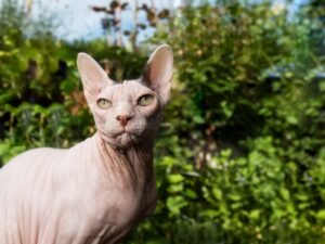 Gato Raça Sphynx: Preço, Características e Curiosidades Sobre Esse ...